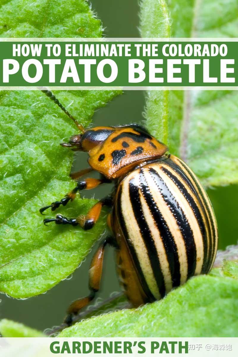Colorado potato beetle - 知乎
