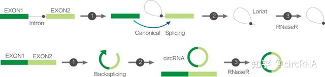 “下一代RNA疫苗”大门的关键之钥——RNase R - 知乎