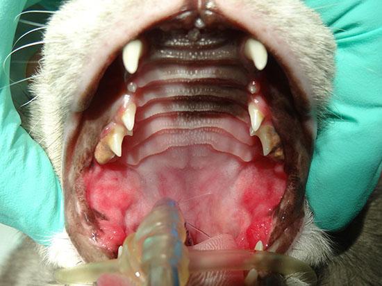 猫口炎（Feline Stomatitis）：辨识、认知、控制与治愈 - 知乎