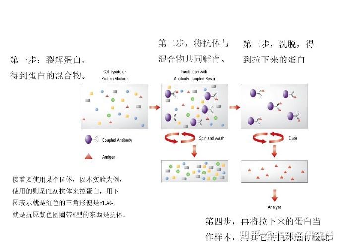 Co-IP的结果解读 - 知乎