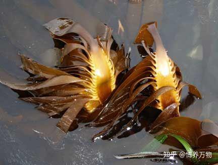 海带目Laminariales:壮丽巨藻，海中森林的创建者 - 知乎