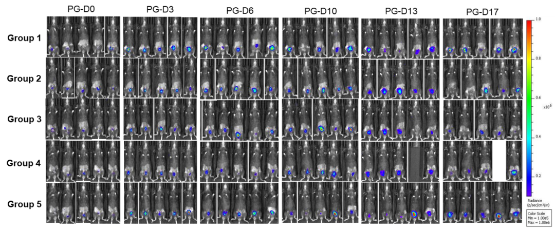 OncoWuXi速递 | MB49-Luc小鼠膀胱肿瘤原位模型 - 知乎