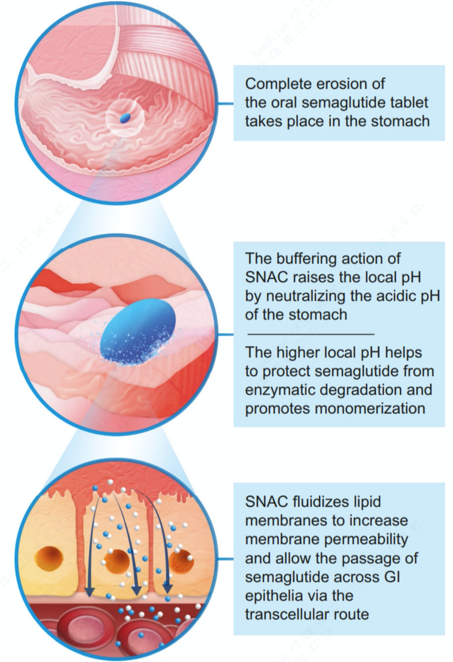 SNAC or Snack?口服GLP-1递送系统的麦加朝圣之路 - 知乎
