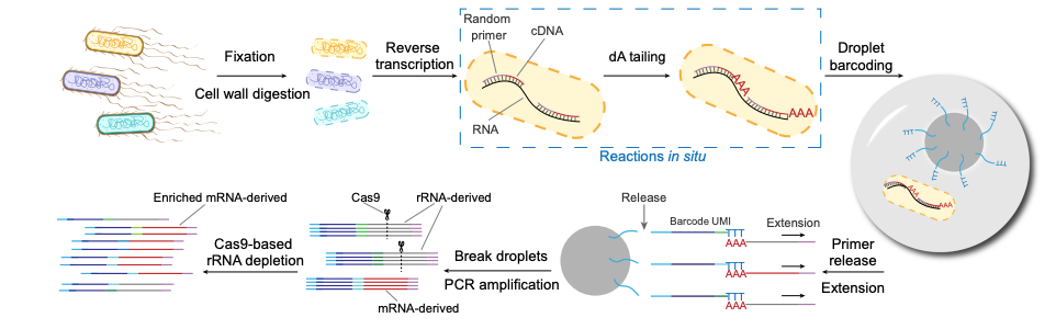 技术应用｜微生物转录组新技术实现高通量微生物scRNA-seq - 知乎