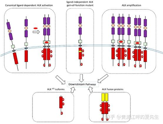 ALK基因的突变与靶向治疗 - 知乎