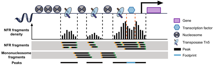 ATAC-seq为什么需要去除PCR reads重复？ - 知乎