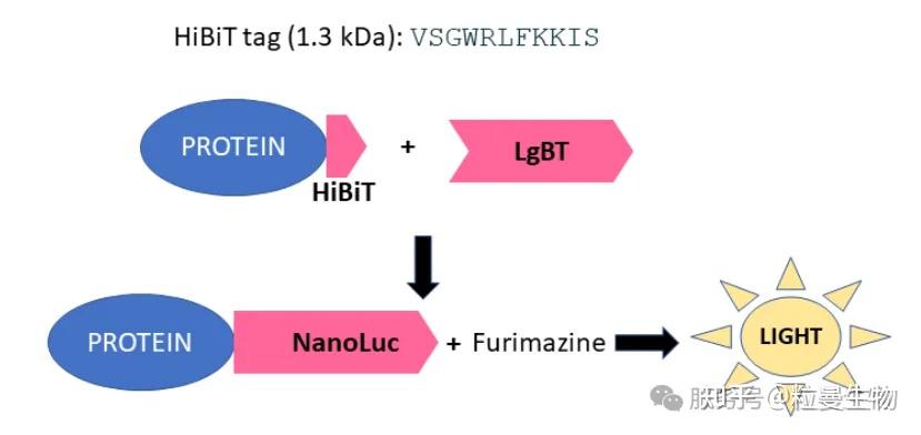 技术专题 | 11 个氨基酸，如何重塑蛋白定量？HiBiT 系统从机制到应用的全面解析【收藏】 - 知乎