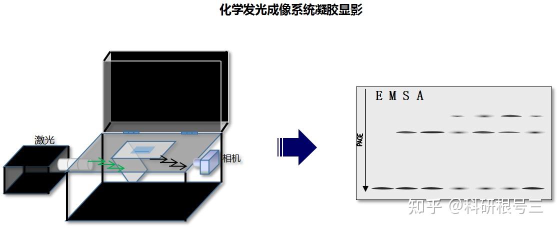 验证核酸-蛋白相互作用 | 凝胶迁移EMSA实验流程及结果分析 - 知乎