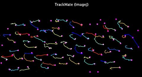 ImageJ实用教程汇总 - 知乎