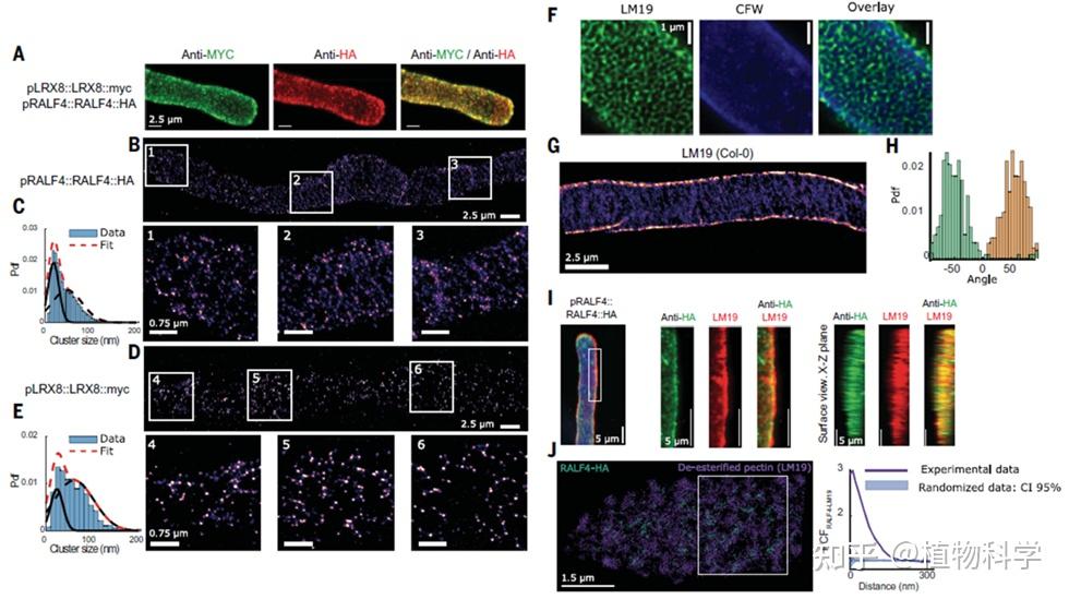 Science｜重大突破！植物RALF4新功能，作为细胞壁结构成分 - 知乎