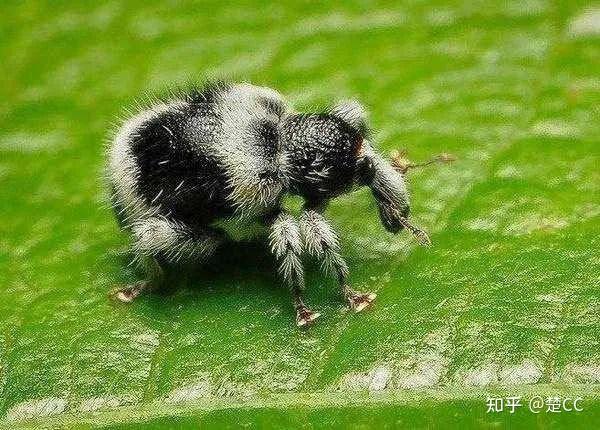 冬天就是要穿的毛茸茸的 - 知乎