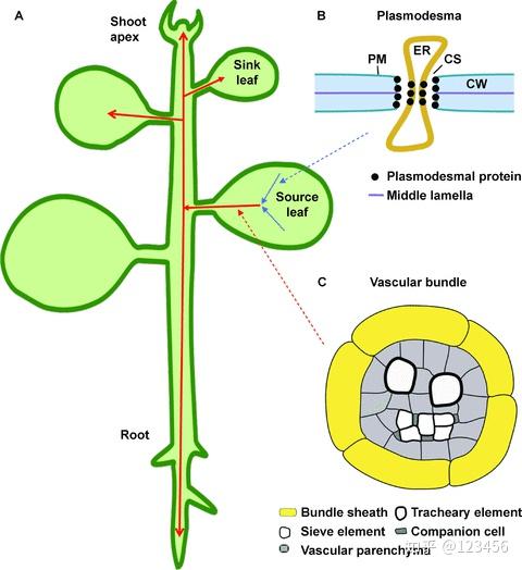 类病毒（Viroid）是如何感染植物细胞的？ - 知乎