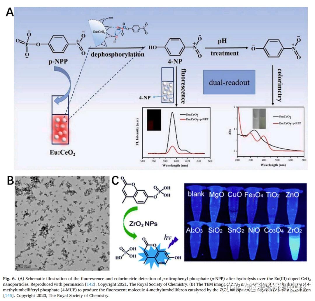 【Adv.Colloid Interface Sci.】水解纳米酶：制备、性质和应用 - 知乎
