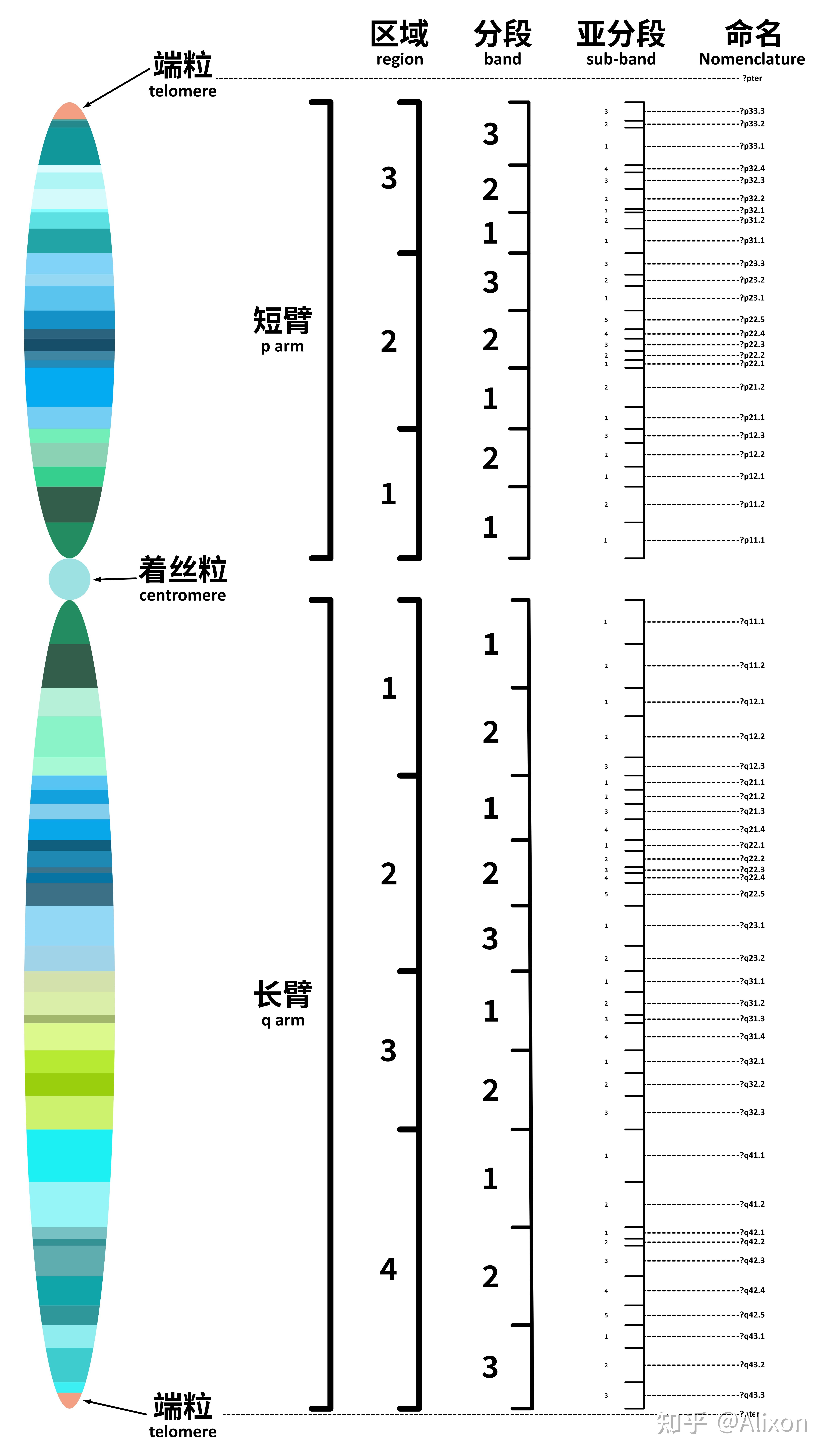 染色质、染色体及携带遗传信息相关结构体的基本知识简介 知乎 0818