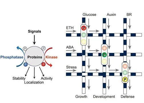 Cell Rep | 福建农林大学徐通达组综述植物磷酸化事件发生研究进展 - PTMBio - 博客园
