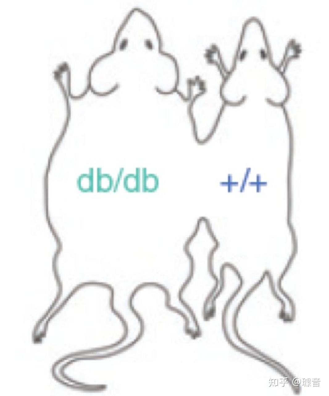 DBDB、OBOB二型糖尿病小鼠生理数据剖析 - 知乎