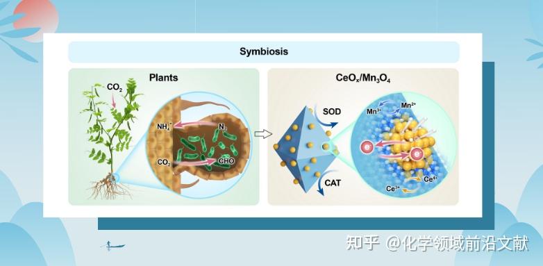 中科大吴宇恩/陈控/徐索文Angew. Chem.：植物固氮作用仿生纳米酶｜基于电子转移和限域锚定的Mn-Ce共生多活性位点纳米酶用于活性氧清除 - 知乎