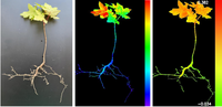 RhizoTron根系高光谱成像分析技术 - 知乎