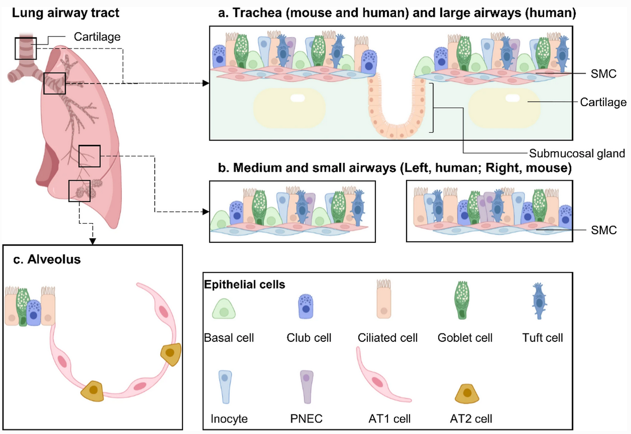 241021 文献泛读 AT2 / AT1 - 知乎