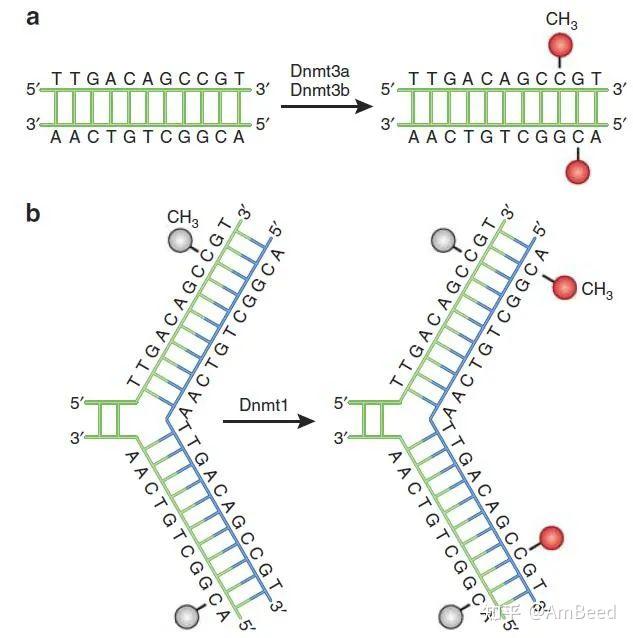 【AmBeed解析】表观遗传中的DNMT：机制、功能与药物研发的新方向 - 知乎