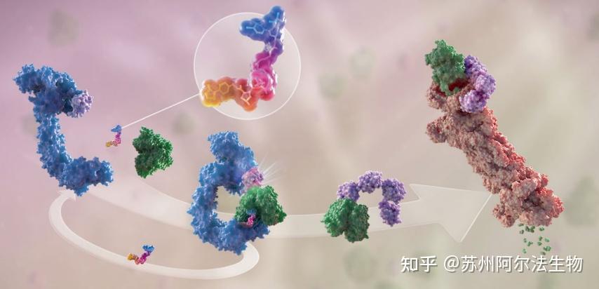 什么是PROTAC？PROTAC有哪些优势？ - 知乎