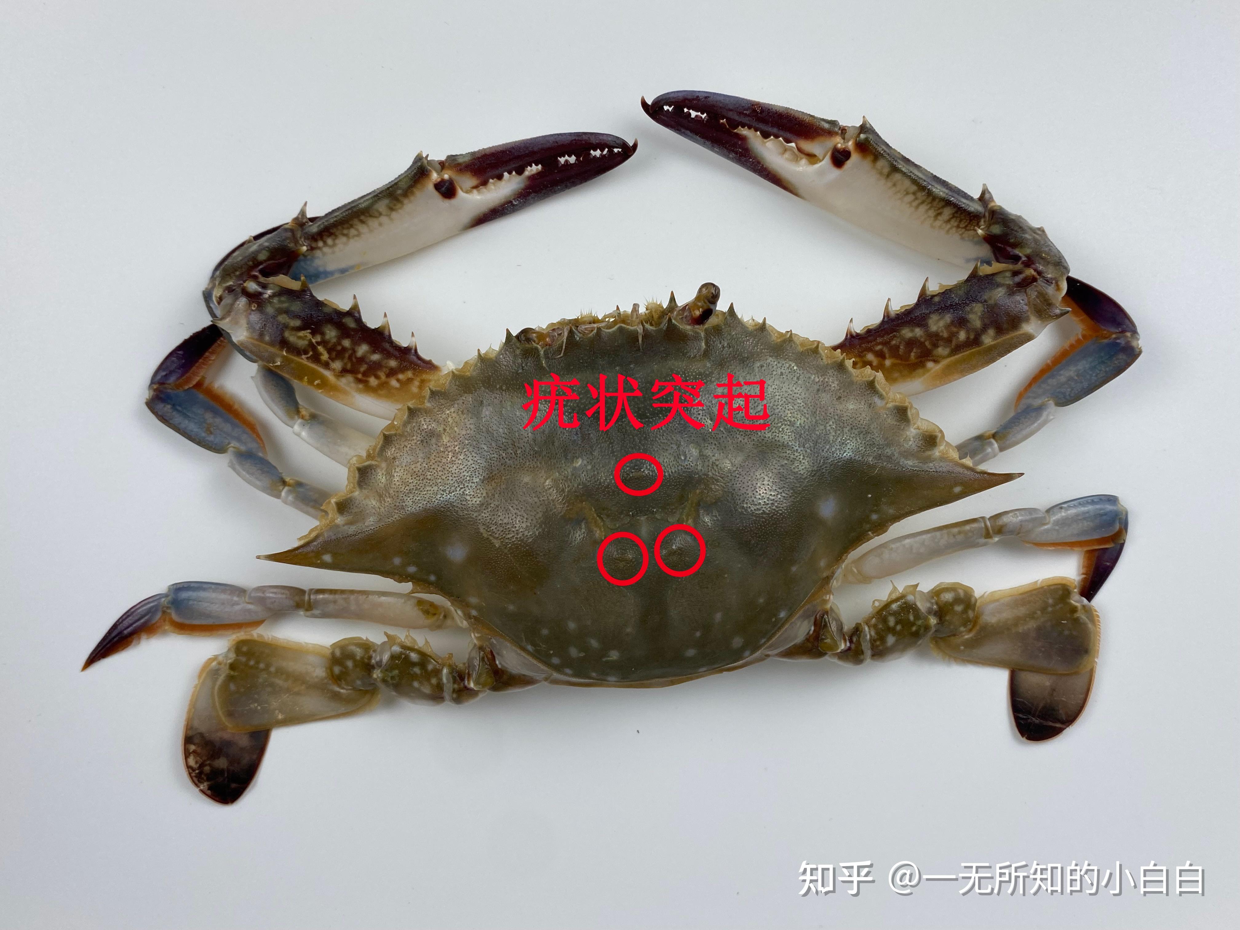 中国海洋生物 第3期 三疣梭子蟹 Portunus trituberculatus - 知乎