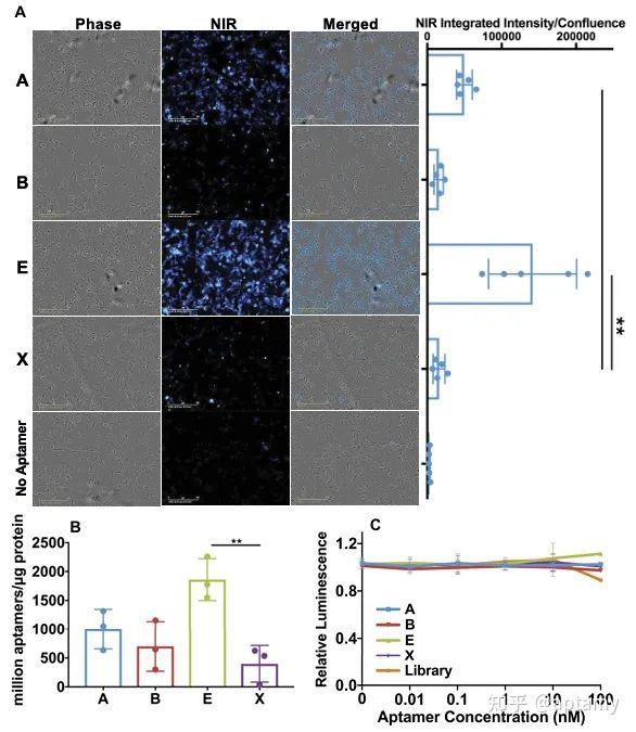 体内筛选是不是一个好办法——抗胶质母细胞瘤 DNA 适配体的体内筛选（附相关文献列表） - 知乎