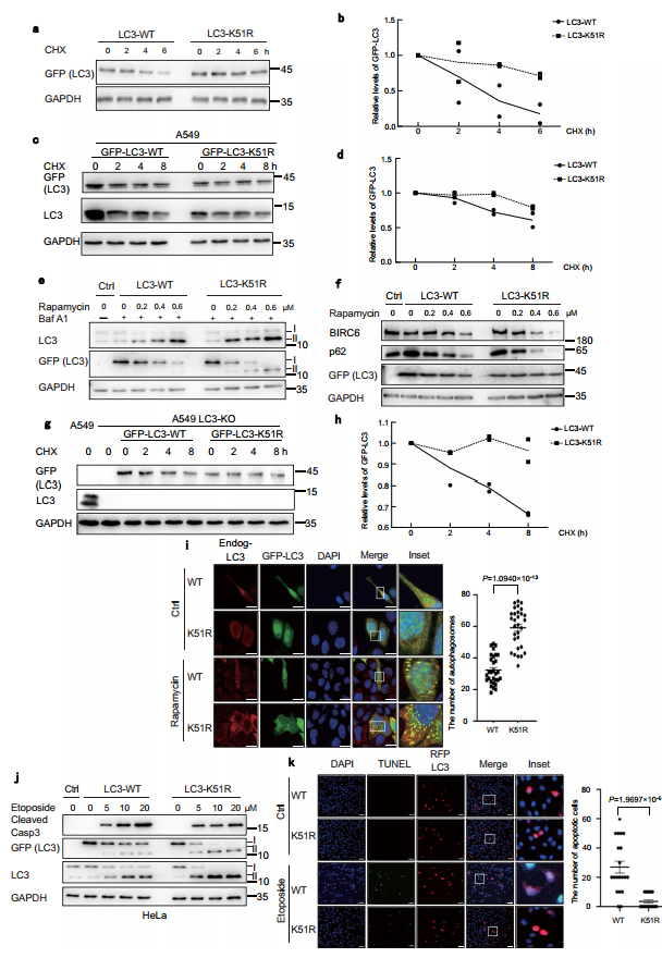 Nature Communications | BIRC6介导的细胞凋亡和自噬调控的分子机制 - 知乎