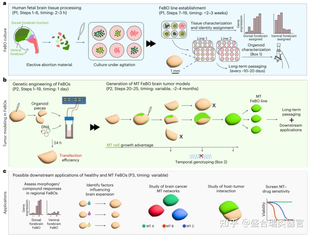 Nature Protocols |CRISPR编辑脑类器官构建脑肿瘤模型方案 - 知乎