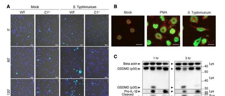 EMBO丨GSDMD驱动中性粒细胞独立于NETs的焦亡 - 知乎