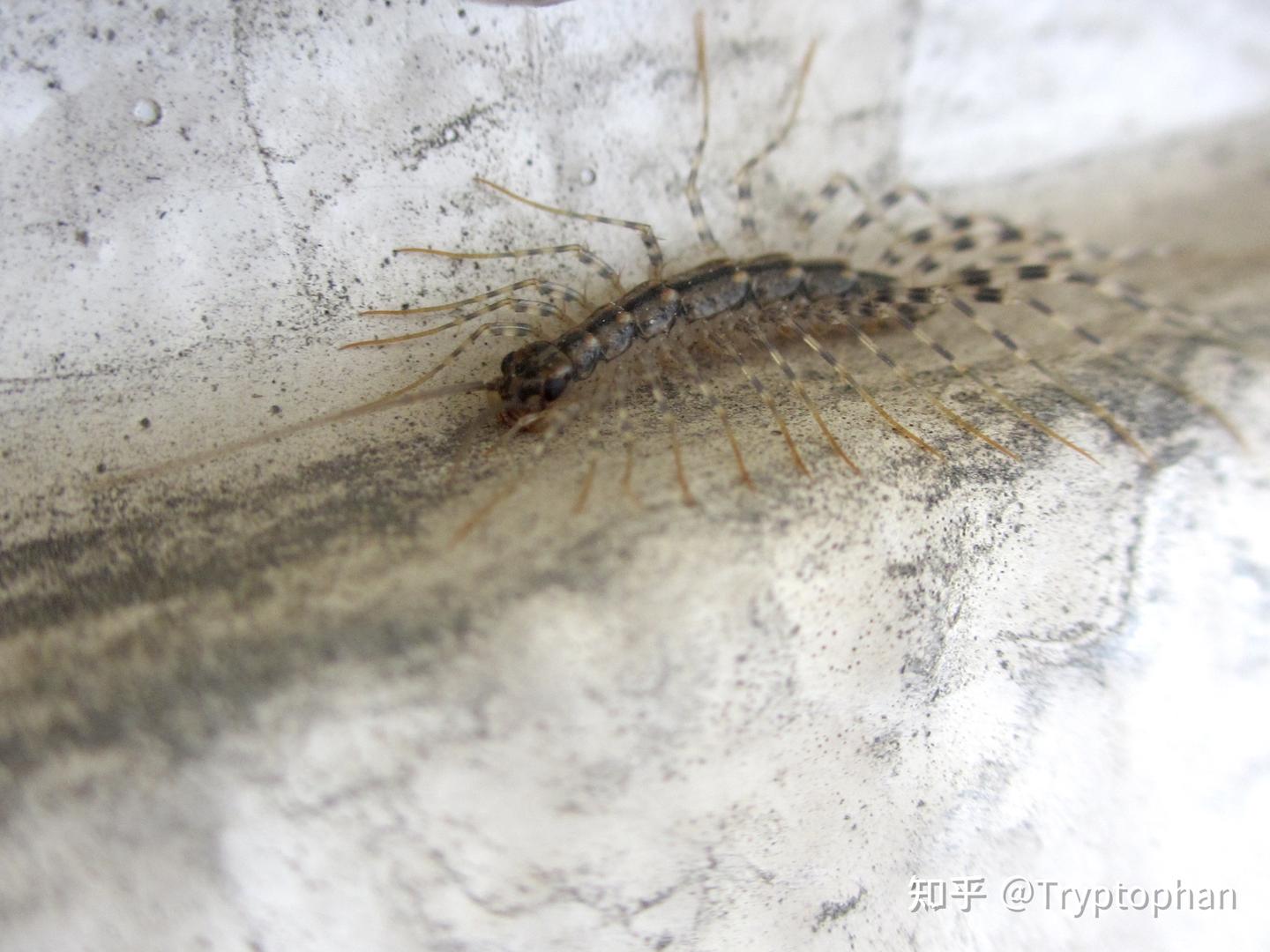 【Scutigeromorpha 】世界蚰蜒属征译名 分类 图鉴 - 知乎