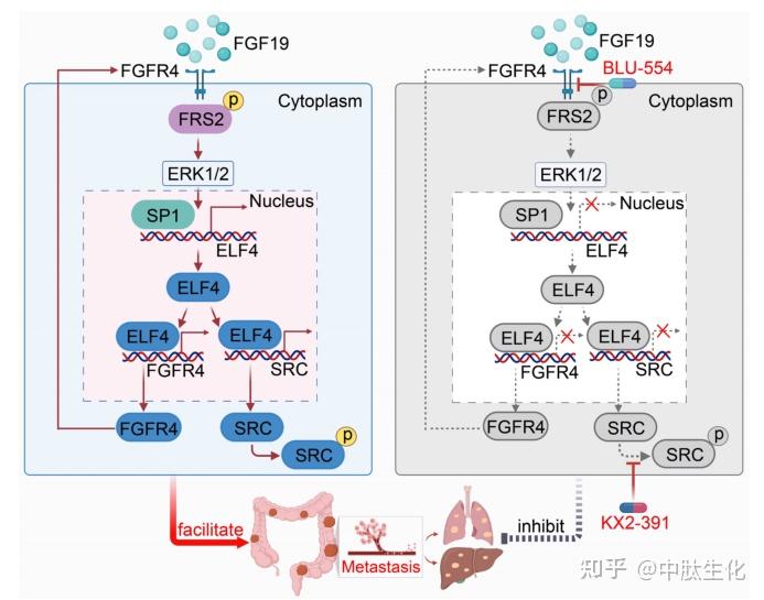 第四军医大学夏丽敏团队揭示了靶向ELF4是一种新治疗结直肠癌转移的策略 - 知乎