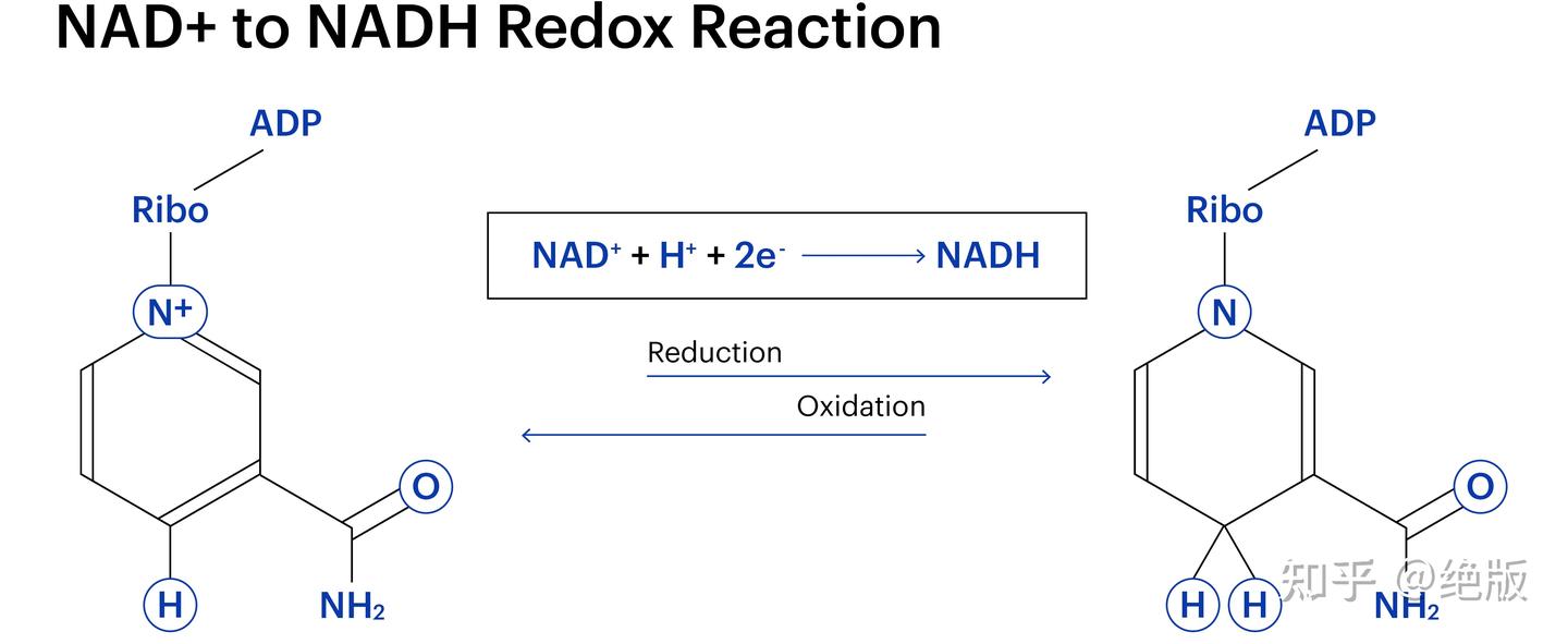 NAD +和NADH有什么区别？ - 知乎
