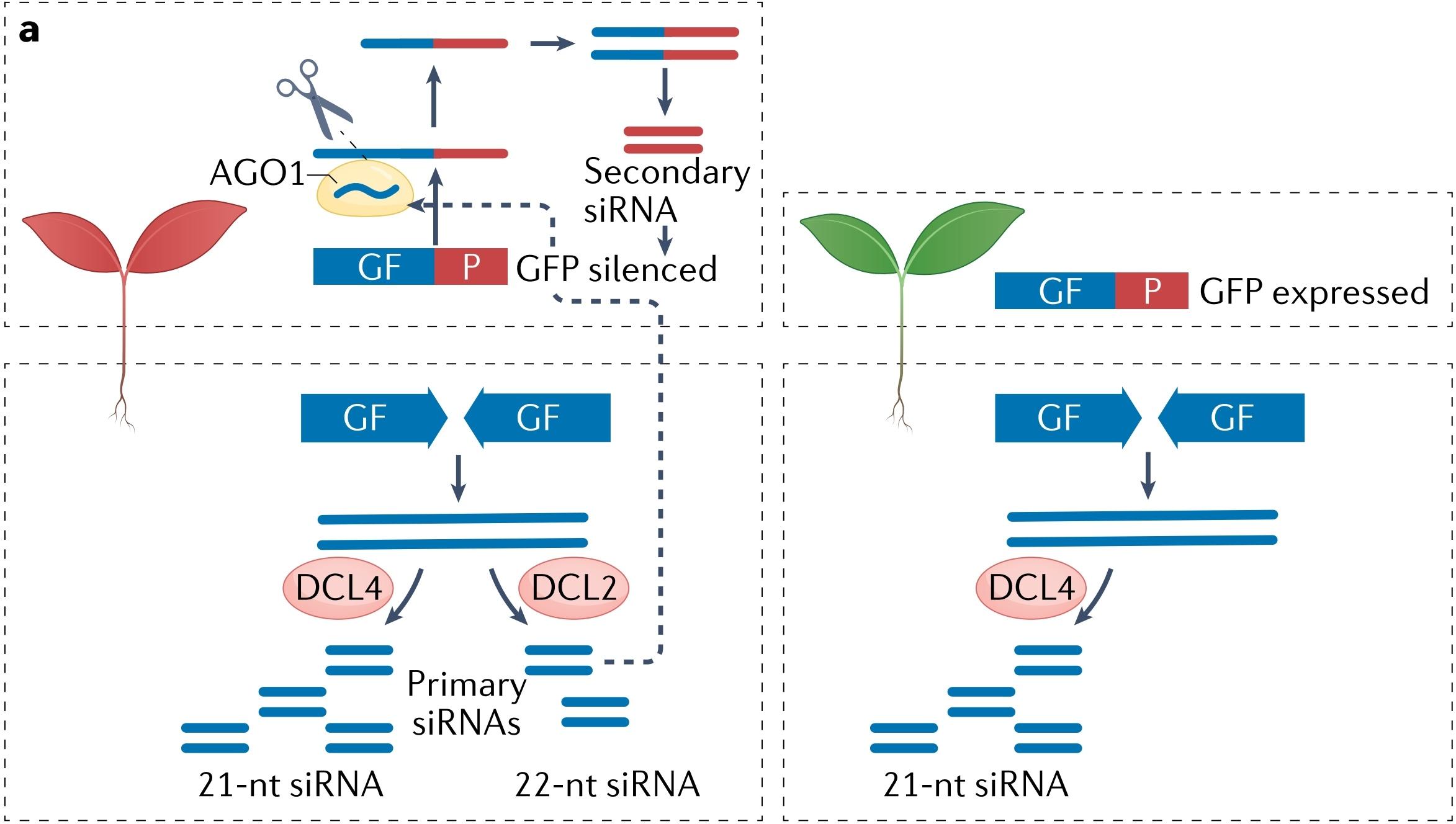 RNA干扰（一）——mi-！si-！pi-！ - 知乎
