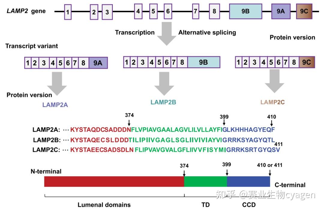 【每周一鼠】LAMP-2——自噬研究的重要靶点 - 知乎