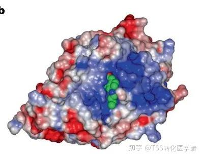 【Nature】磷酸酶PTPN2/PTPN1双抑制剂AC-484显示出有效的抗肿瘤免疫活性 - 知乎