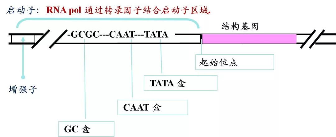 [收藏]利用Jaspar进行转录因子结合位点预测 - 知乎