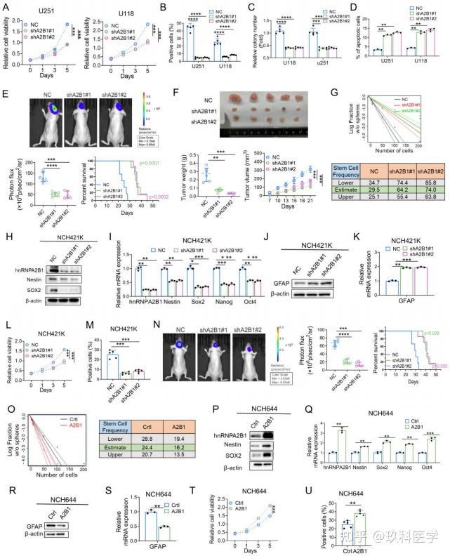 IF 15.9 胶质瘤新靶点！发现m6A调控胶质瘤胆固醇稳态的新机制 - 知乎