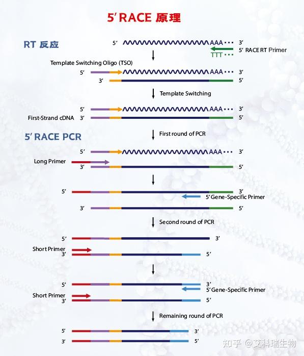 揭开 RACE 技术的神秘面纱 - 知乎