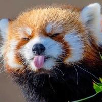 微信小程序跳转报错errMsg: “navigateTo:fail webview count limit exceed“ - 知乎