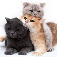 PP, TP, DP, ZeRO 一点理解 - 知乎