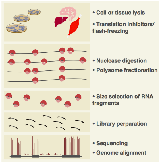 干货分享|Ribo-seq：组学串联的桥梁 - 知乎