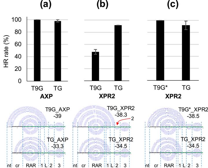 改良tRNA-sgRNA融合体提升解脂耶氏酵母基因组编辑效率 - 知乎