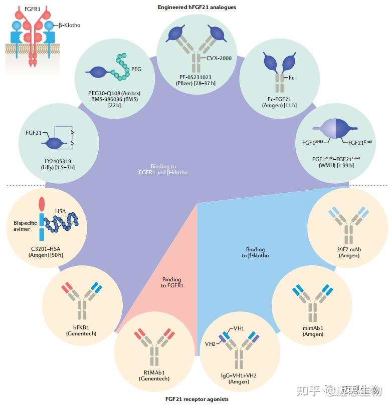 FGF21：代谢信使 - 知乎