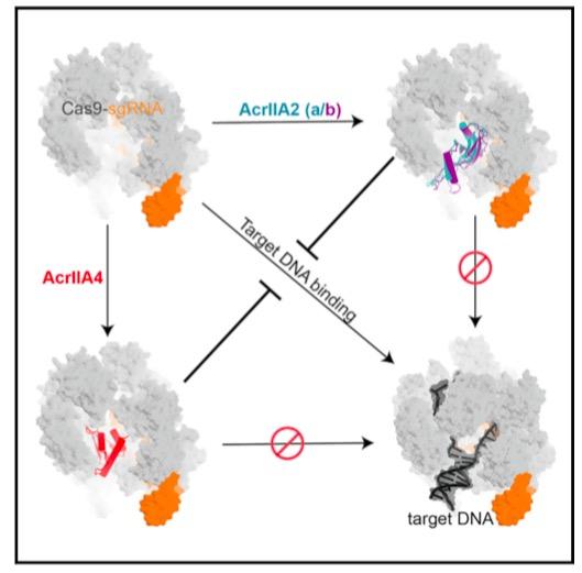 Molecular Cell: 温控抗CRISPR蛋白 - 知乎