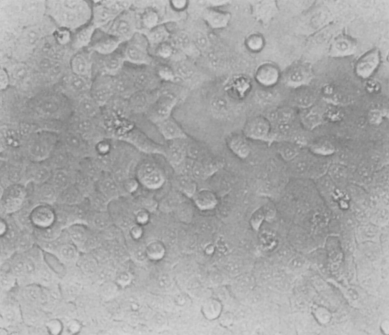 KB:苏州鉴达细胞株鉴定（Cell Line Authentication）预警系列21 - 知乎