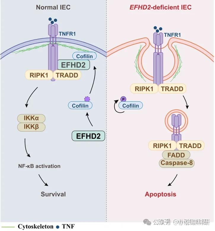 如何根据疾病确定相关通路及分子？一张图看懂中科院Nature子刊凋亡思路 - 知乎