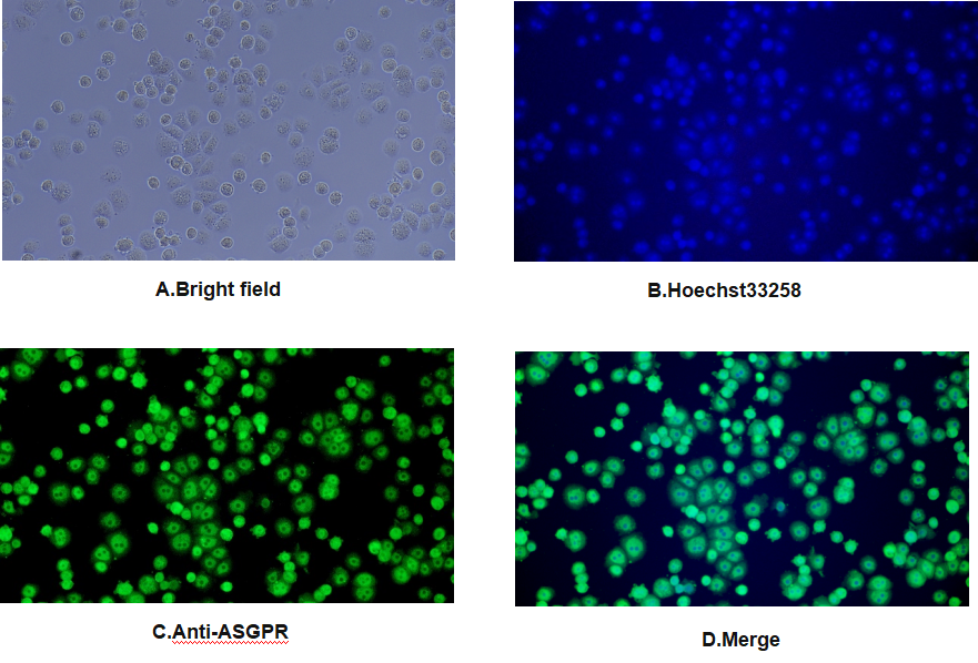 ASGPR：GaINAc-siRNA药物实现肝内靶向递送的关键靶点 - 知乎