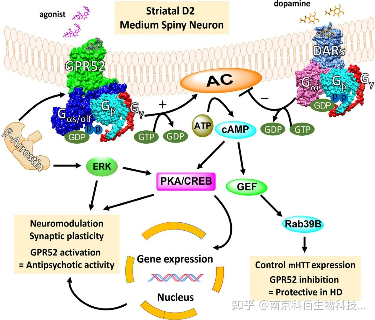 药靶细胞模型---GPR52——神经治疗潜在靶点 - 知乎