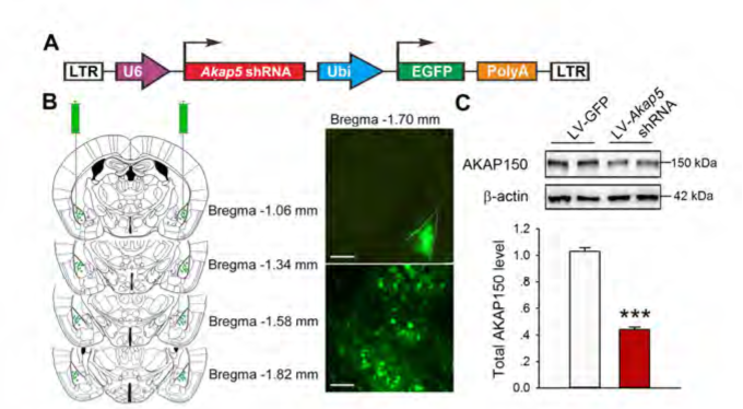 什么是慢病毒（LV）？有什么优势？怎么应用？ - 知乎